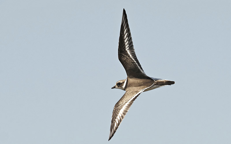 Arter i lufta – Raet nasjonalpark