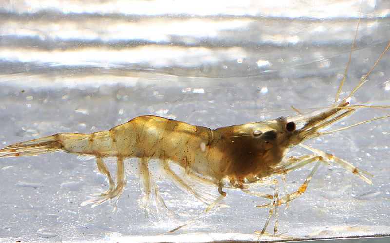 Arter på stranda – Raet nasjonalpark